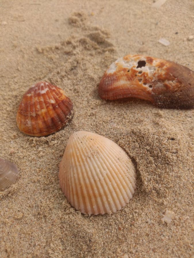 Mussel Hard Clams Razor Clams Shell Mediterranean Mussel Stock Image ...