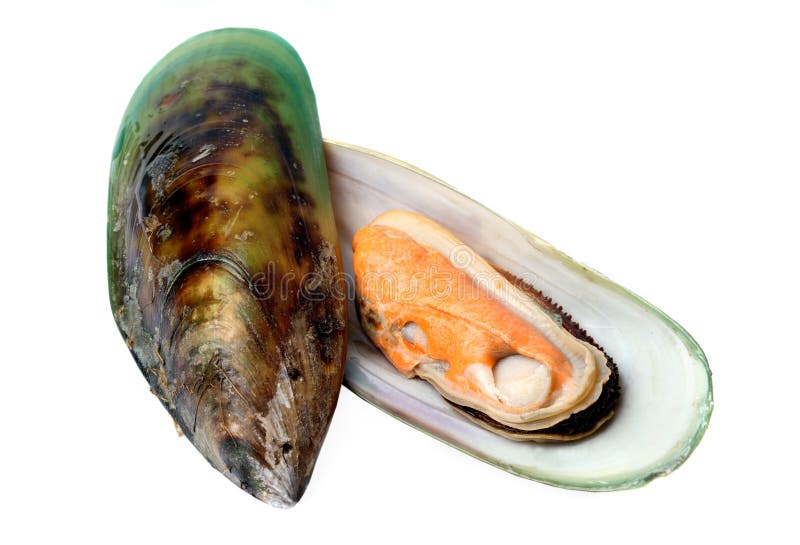 Mussel isolated on white stock image. Image of white, prepared - 4573763