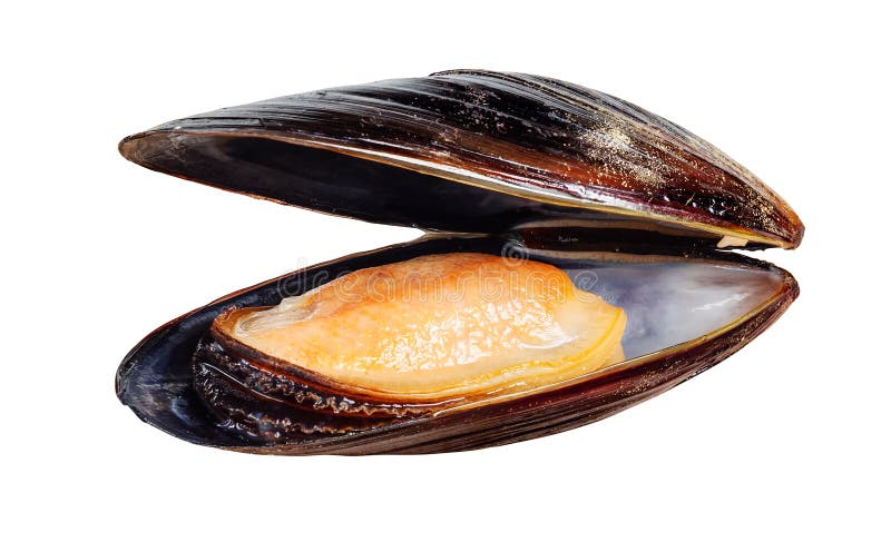 Mussel isolated on white stock image. Image of food, bivalve - 68670177