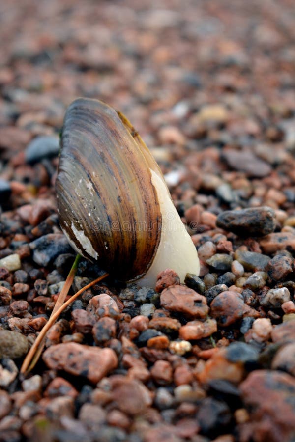 Mussel live stock image. Image of nature, object, fauna - 96988751