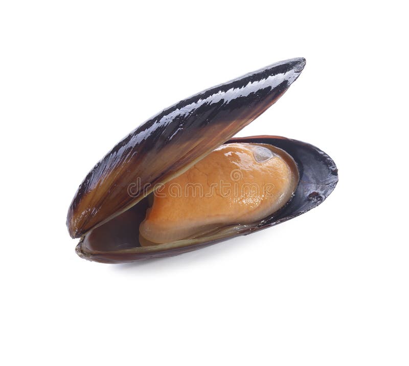 Isolated Mussel Fruits of the Sea. Stock Image - Image of mussels ...