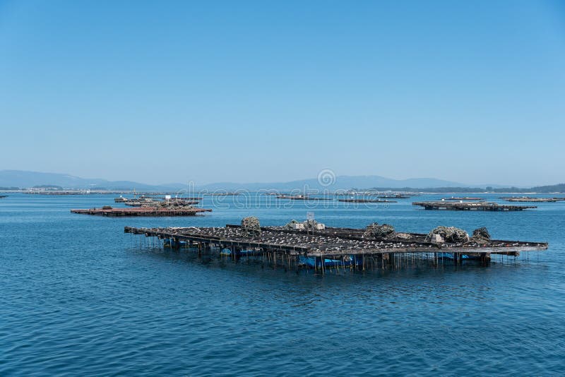 Mussel and Oyster Cultivation Rafts Stock Image - Image of batea ...