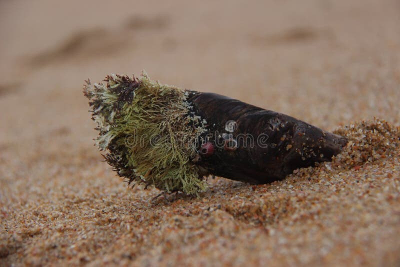 Mussel 5 stock photo. Image of mussel, sand, growths - 112875240