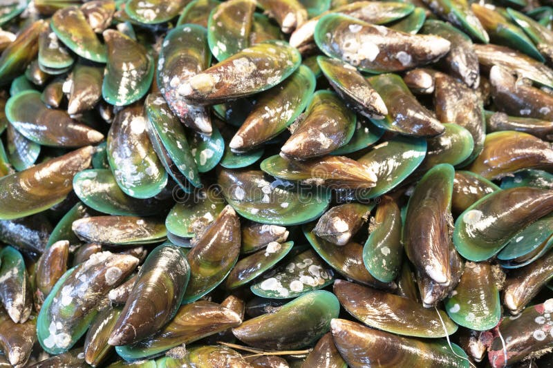Mussel Prepared As Human Food Stock Photo - Image of ocean, mussel ...