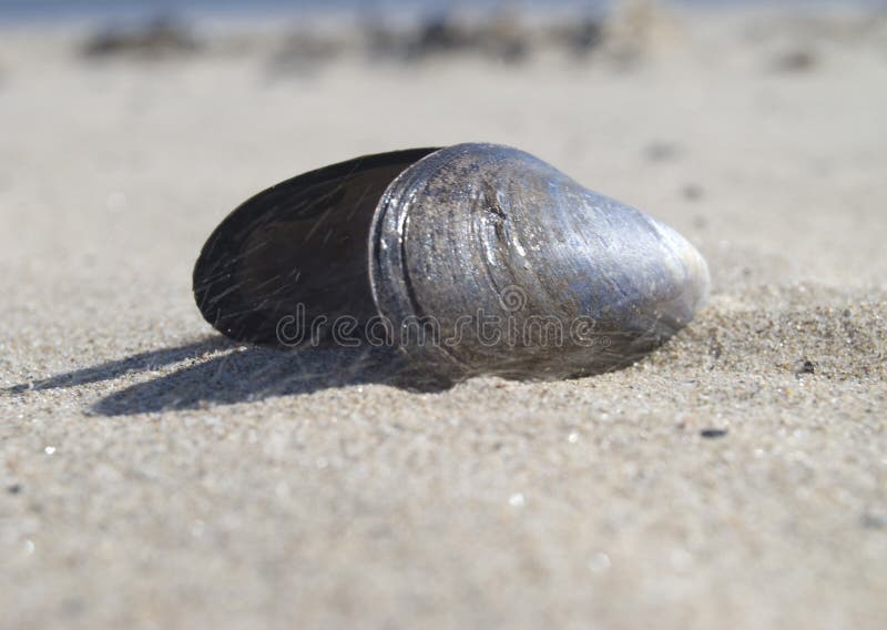 Mussel shell stock image. Image of travel, places, macro - 16047721
