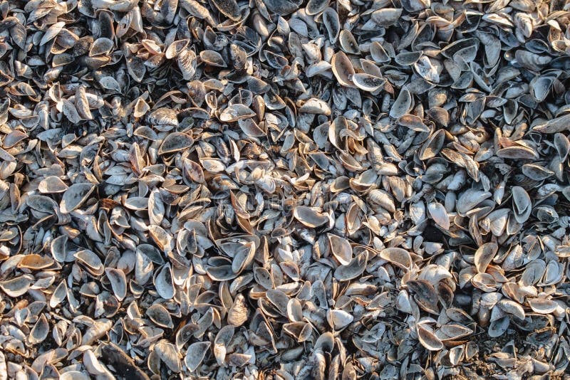 Mussel Shell Beach. Background from the Shells of Mussels Stock Photo ...