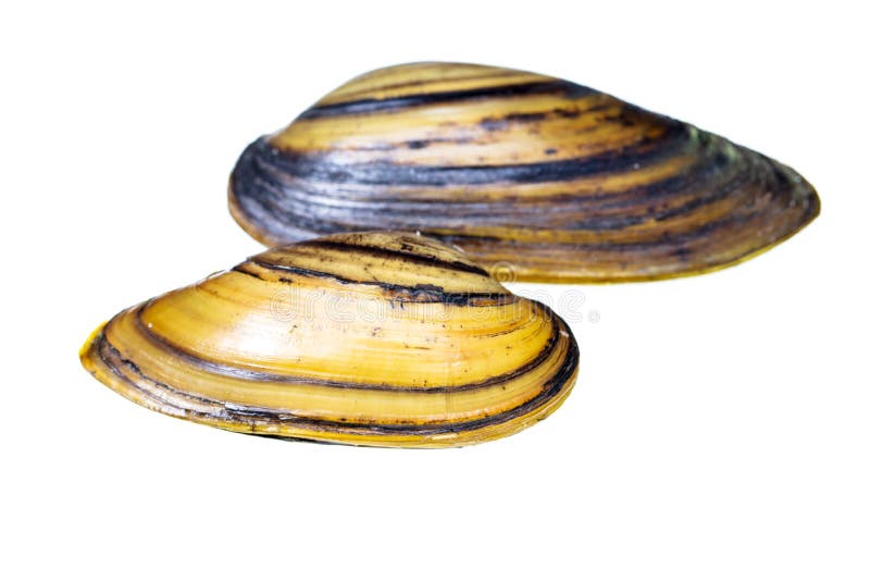 Mussel Shell Isolated on White Background Stock Photo - Image of ...