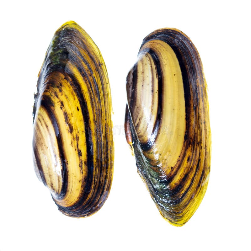 Mussel Shell Isolated On White Background Stock Image - Image of ...