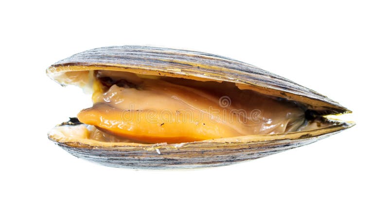 Mussel Shell Isolated on White Background Stock Image - Image of ...