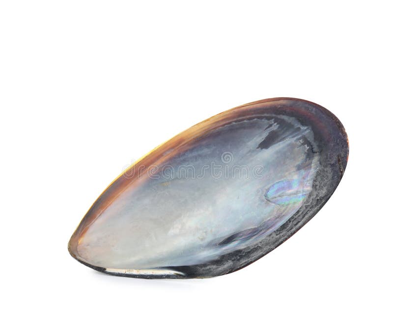 Mussel Shell Isolated on White, Top View Stock Image - Image of ...