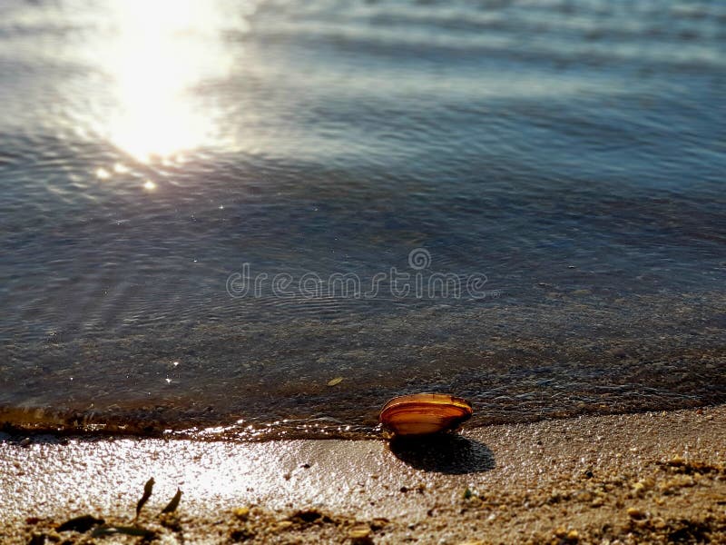 A Mussel Shell Lies on the Shore Stock Image - Image of background ...