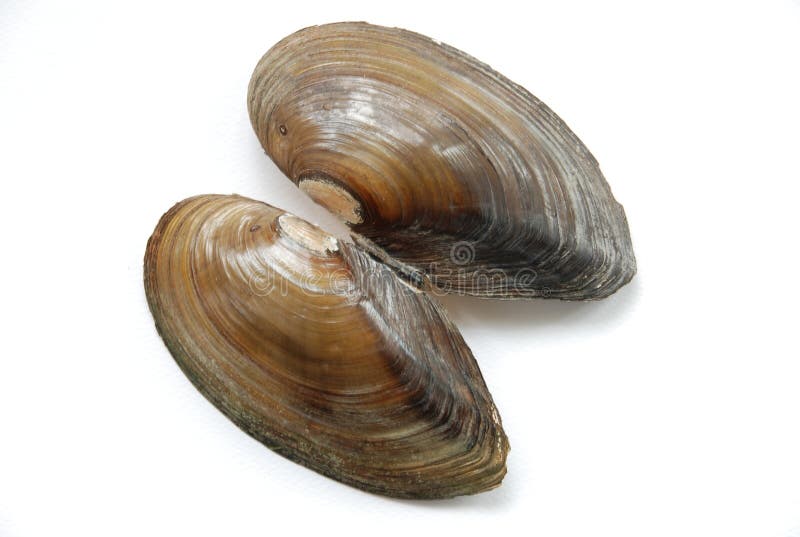 Mussel Shell stock image. Image of freshwater, mussel - 61655925