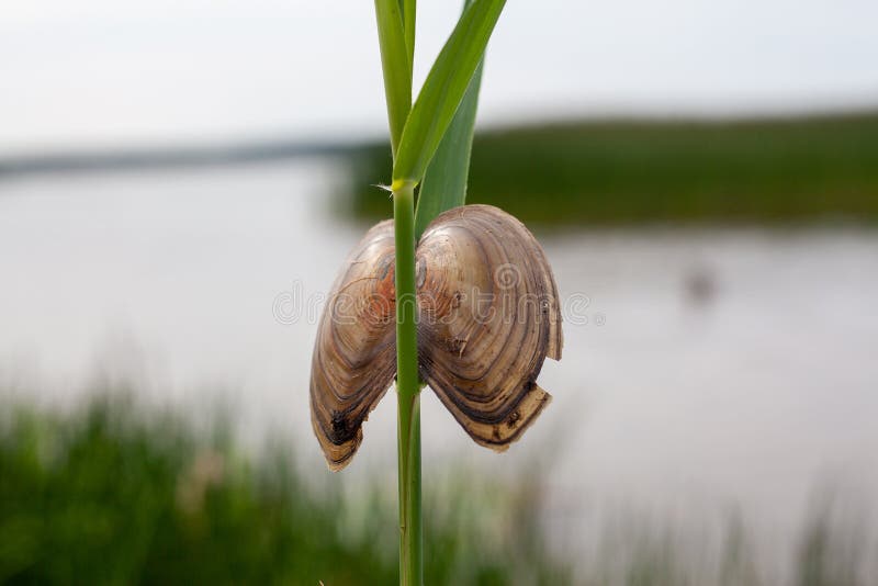 Mussel Shell between Plants Stock Image - Image of green, branch: 235260253