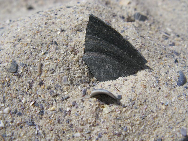 Mussel shell on the sand stock image. Image of closeup - 58053417
