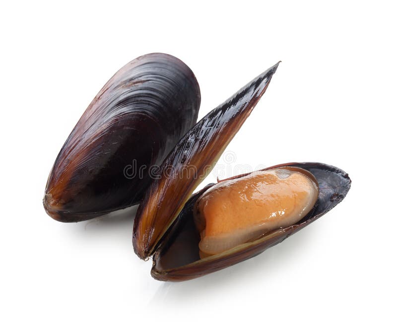 Mussel in the shell stock photo. Image of path, produce - 41142542