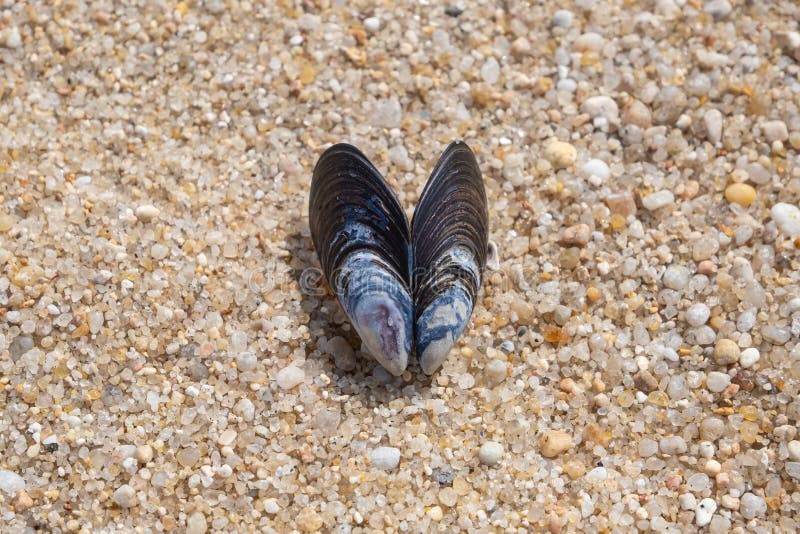 Mussel Shell, Two Open Halves, Lying on a Sandy Beach. Close Up. Stock ...
