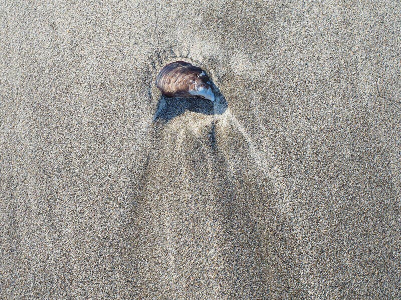 Mussel Shell Washed Away by the Tide on a Beach Stock Photo - Image of ...