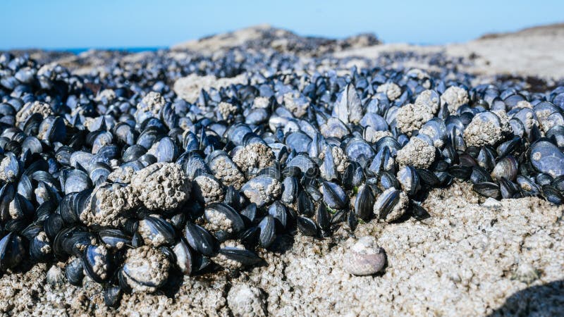 Mussel Shellfish Closeup stock photo. Image of ocean - 91454702