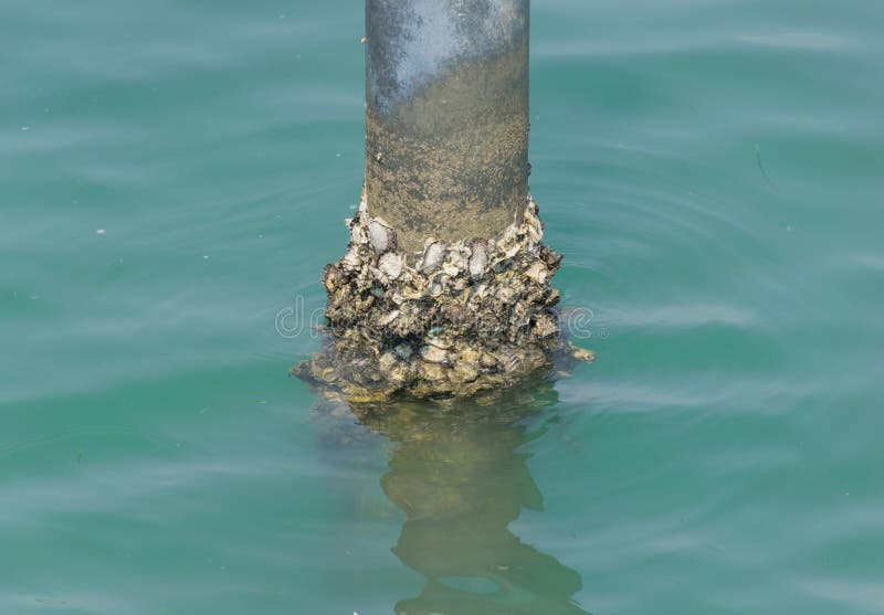 Mussel Shellfish Post in the Sea Stock Image - Image of green, food ...
