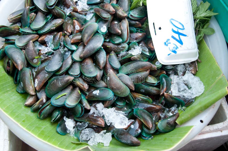 Mussel shells stock image. Image of fish, life, cooked - 19584249