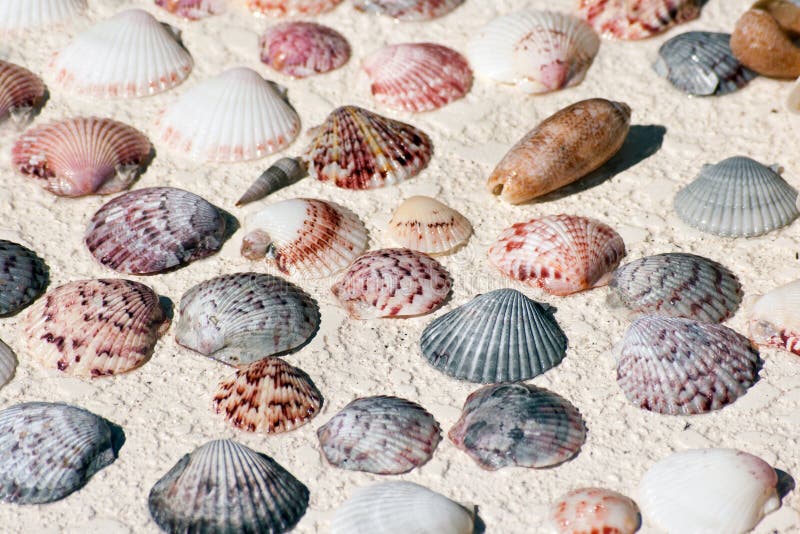 Colorful seashells stock image. Image of shell, shells - 7982463