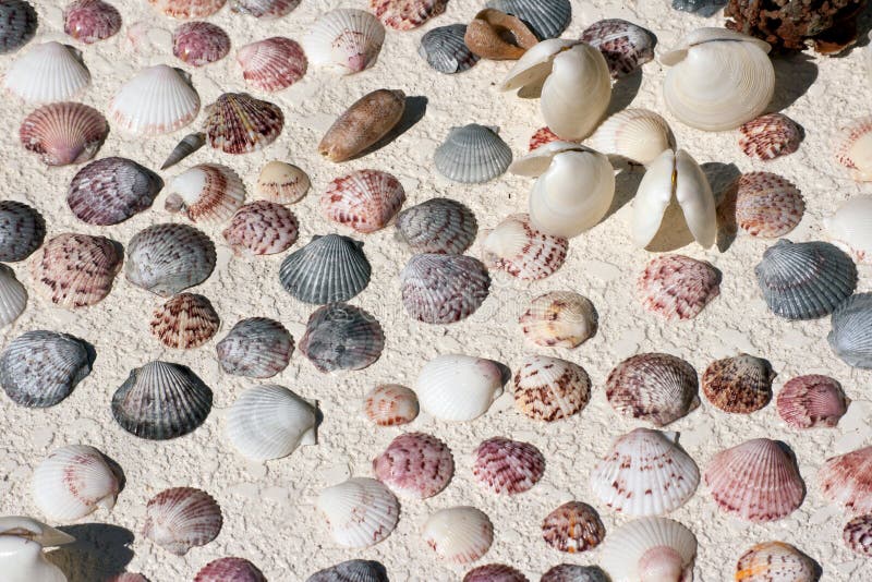 Australian Desert editorial stock image. Image of yellow - 11082424