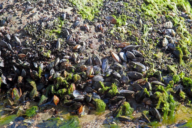 Mussel shells stock image. Image of water, marine, shell - 27549157