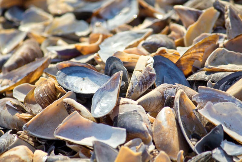 Mussel shells stock image. Image of department, classical - 30344077