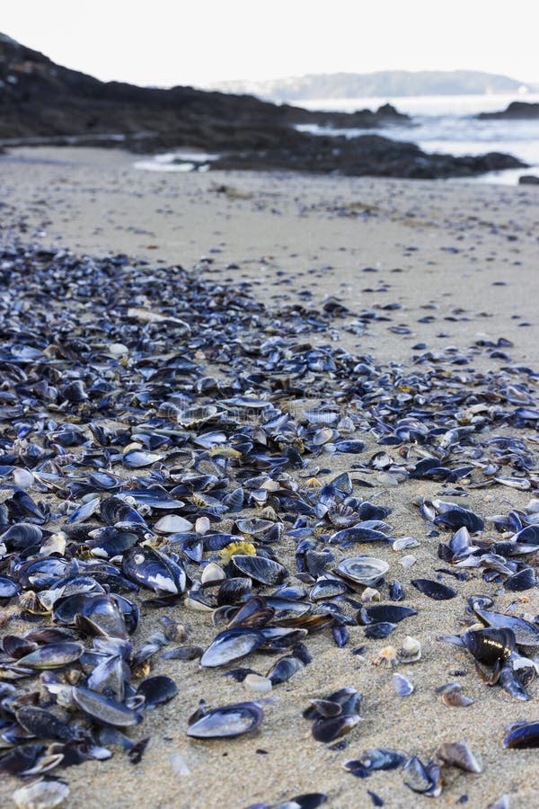 Mussel Shells on Sand at Beach Stock Photo - Image of space, beach ...