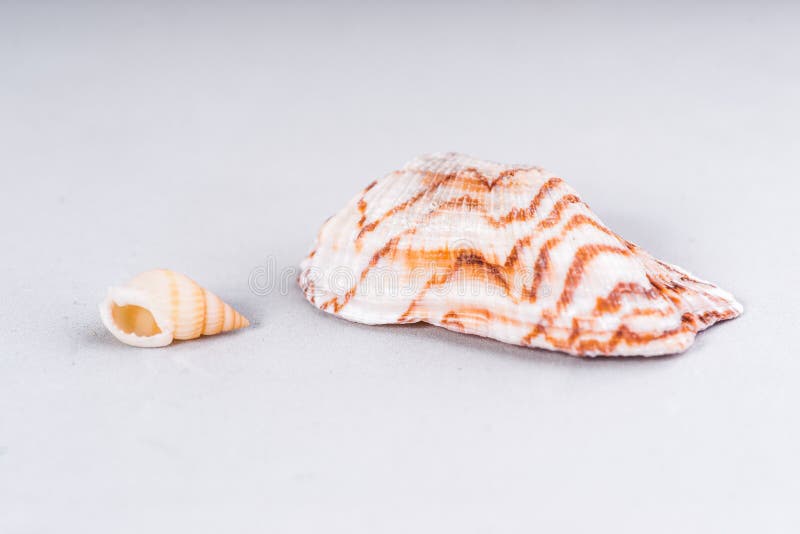 Molusce Diversity - Conical Snail Shells Stock Image - Image of animal ...