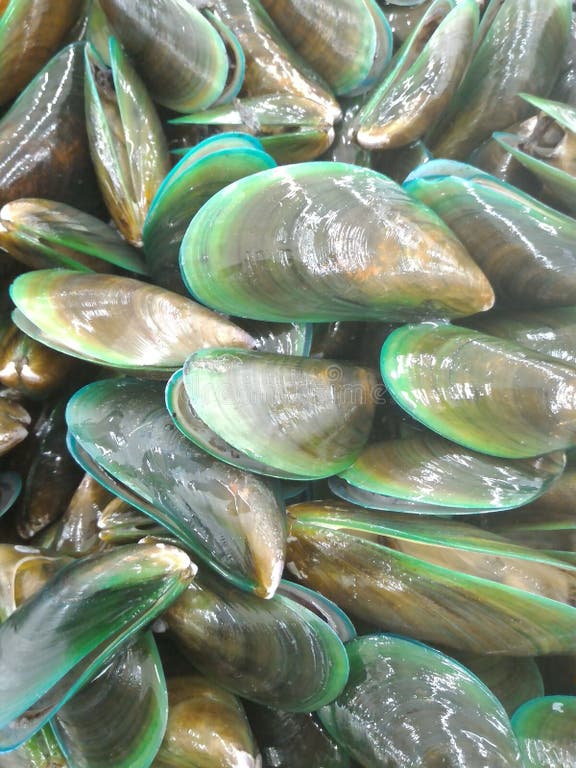 Mussell stock image. Image of mussell, healhty, ocean - 79665977