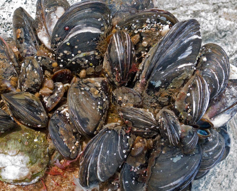 Greenshell mussels stock photo. Image of zealand, fishing - 13587134