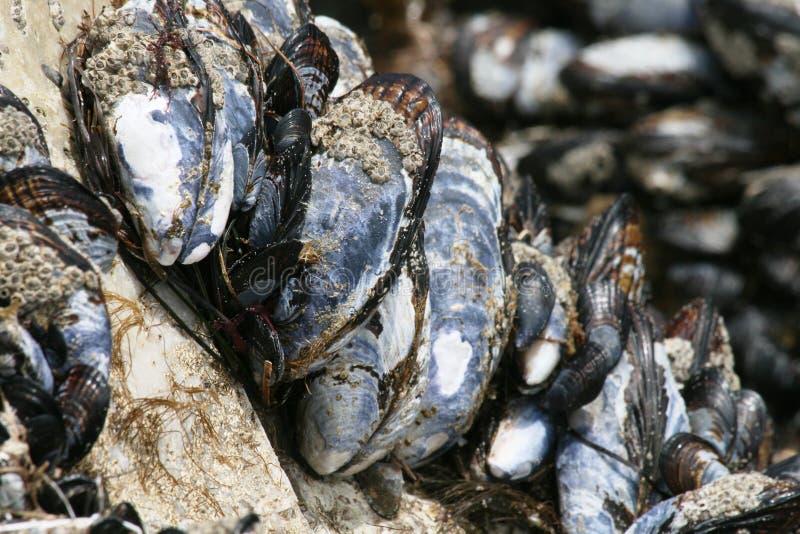 Mussels stock image. Image of mussels, barnacle, tide - 10491733