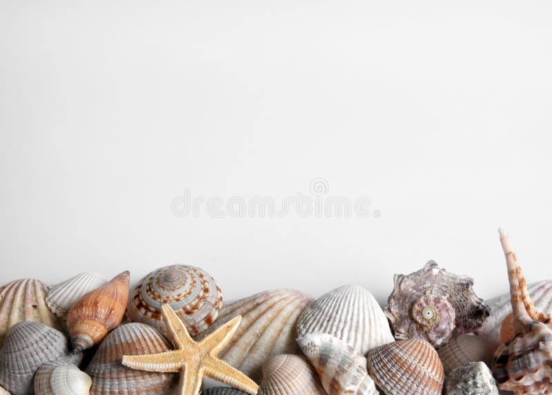 Mussels stock photo. Image of border, shell, mussels - 10716170