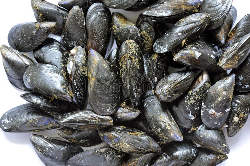 Largest Edible Mussels at Margie Barker blog