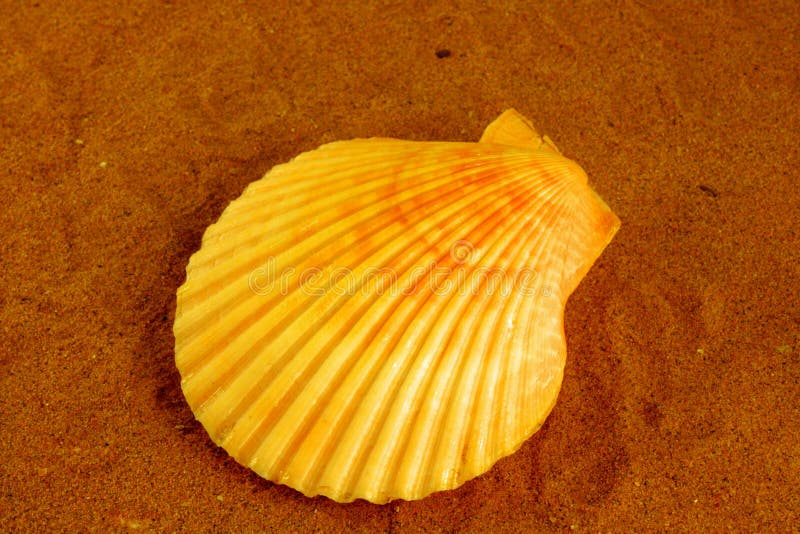 Ribbed Mussels Stock Photos - Free & Royalty-Free Stock Photos from ...