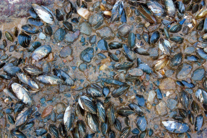 Mussels. stock image. Image of kitchen, recreation, sand - 14829065