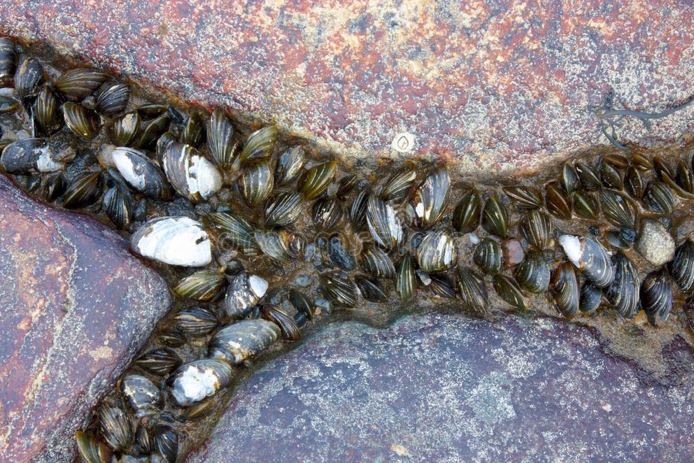 Mussels stock photo. Image of delicacy, ocean, texture - 14829066