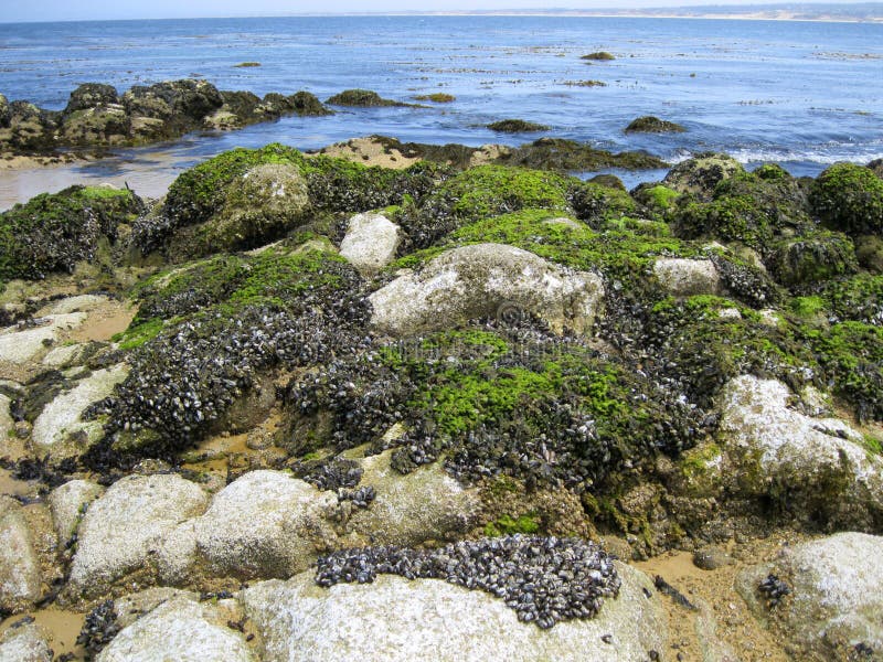 Large Mussel Shell with Small Mussel Shell Stock Image - Image of beach ...