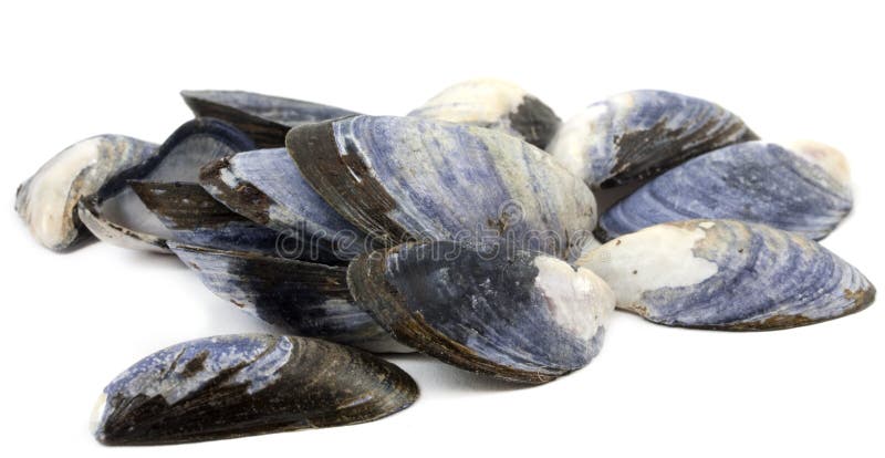 Mussels stock photo. Image of mollusk, blue, pile, isolated - 22404374