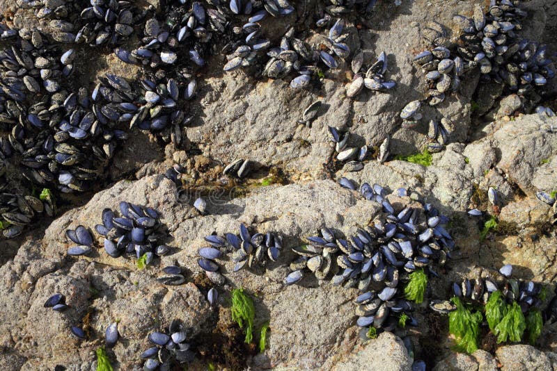 Mussels stock image. Image of crustacean, beach, outdoors - 26454941