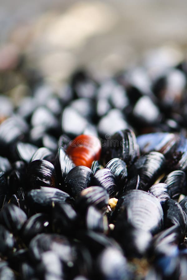 Mussels stock photo. Image of tide, seashore, aquatic - 27747374