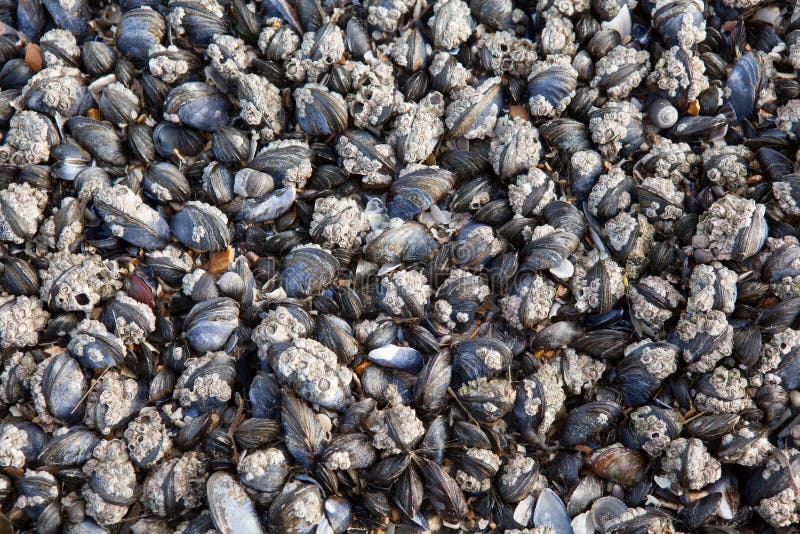 Mussels stock photo. Image of seashell, nature, crustacean - 38215404