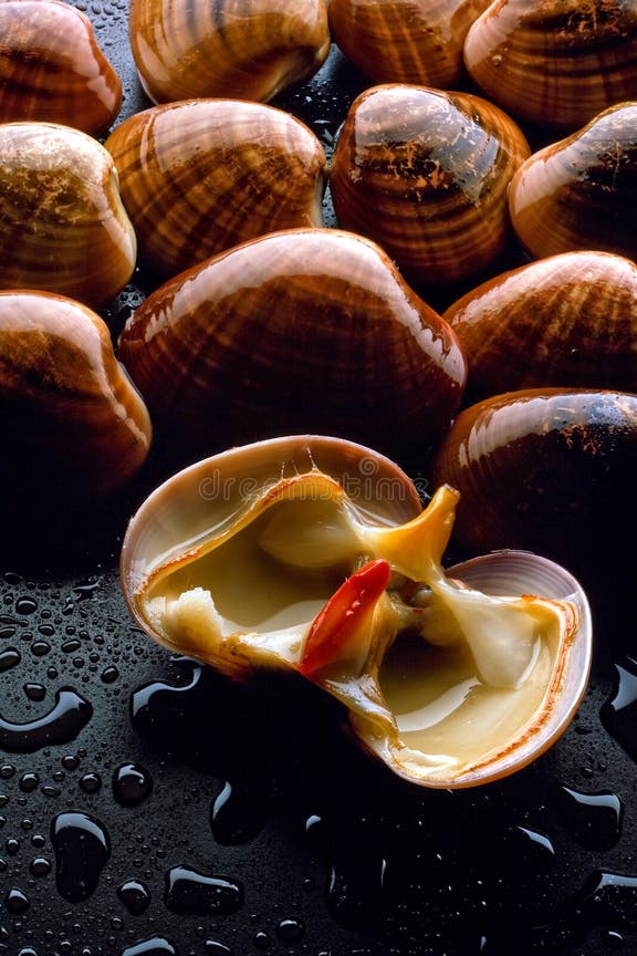 Mussels stock image. Image of water, valve, shell, life - 5225339