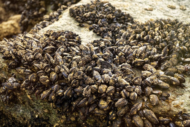 Mussels Attached To Rocks at the Ocean Stock Photo - Image of nature ...