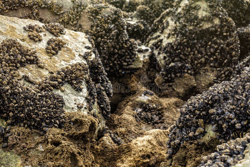 Mussels growing on rocks stock image. Image of coastline - 198072869