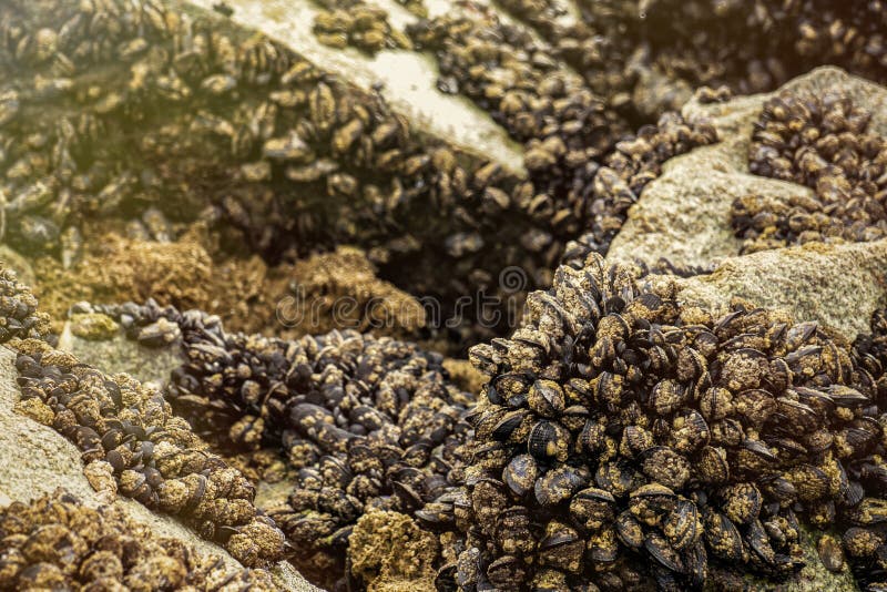 Mussels attached to a rock stock image. Image of shells - 198072871