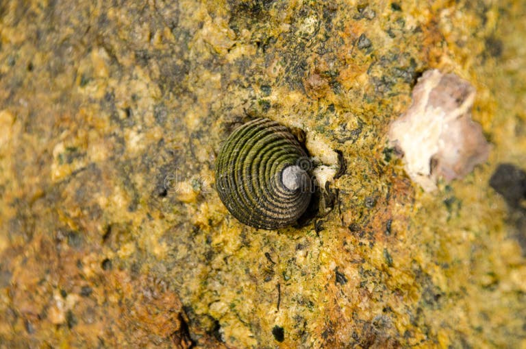 Mussels Attached To Rocks at Low Tide. Stock Image - Image of detail ...