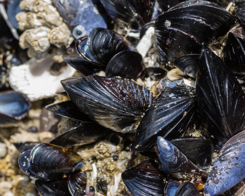 Mussels Attached To Rocks at the Ocean Stock Photo - Image of water ...
