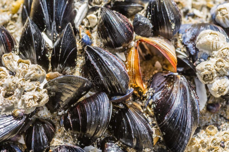 Group of Mussels Clinging To Rocks Stock Photo - Image of ocean ...